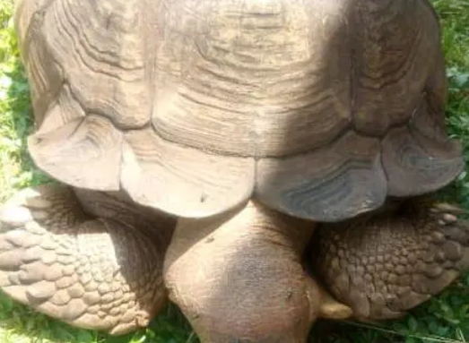 Facts About Tortoise Which Lived For 344 Years In Ogbomoso - AmiLoaded News