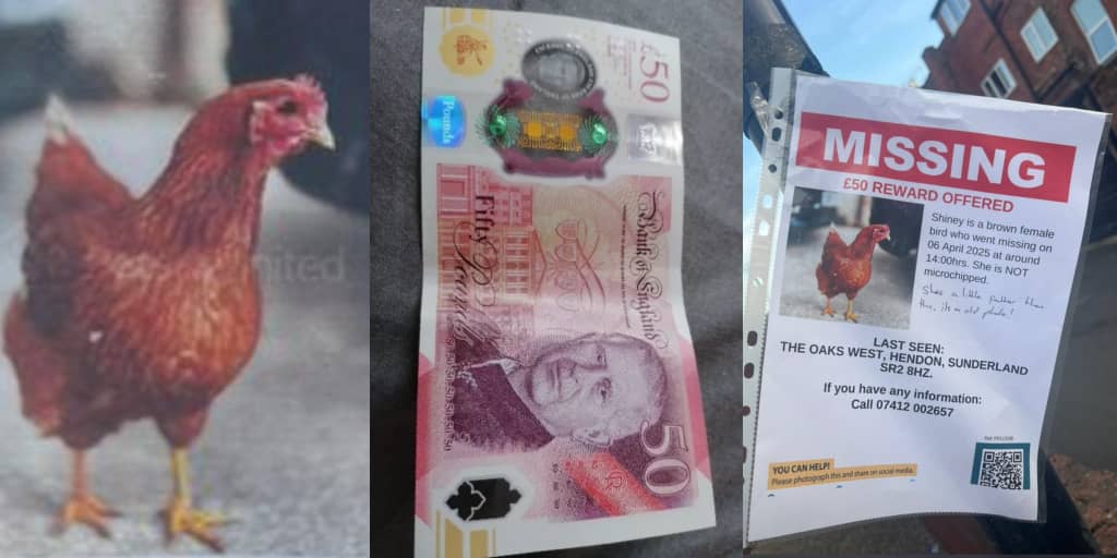 Drama As Man Offers N90,000 Reward For Missing Chicken - AmiLoaded News